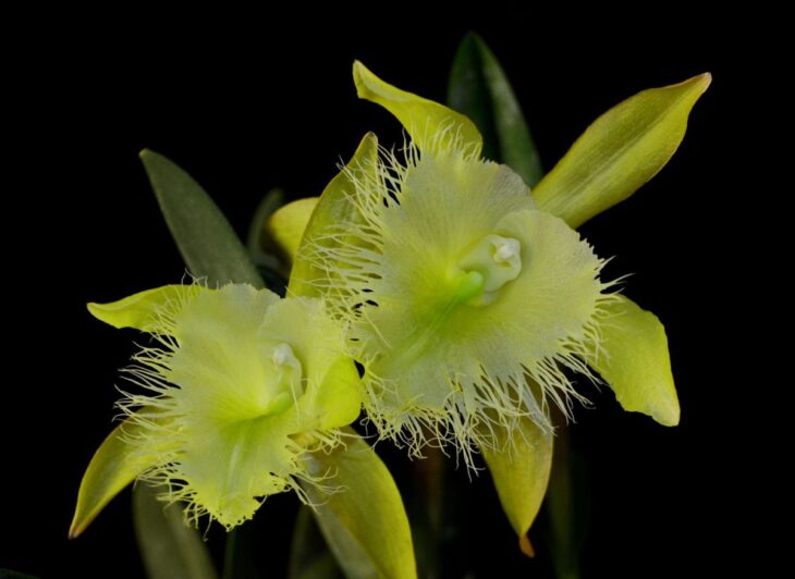 Rhyncholaelia Digbyana Orchid: Regional Flora
