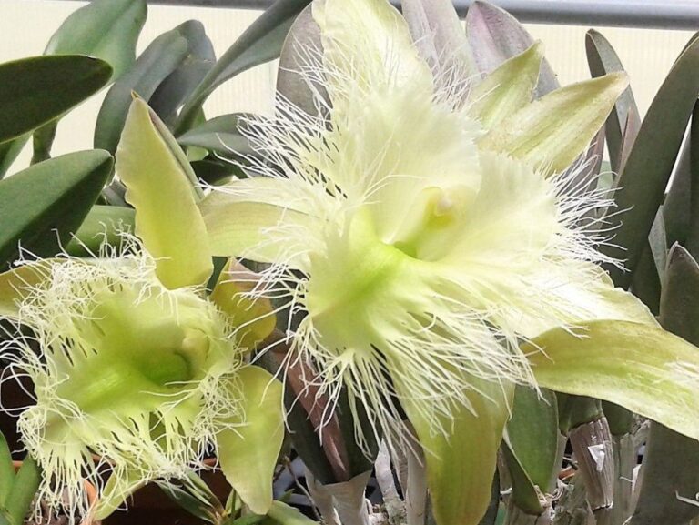 Rhyncholaelia Digbyana Orchid: Regional Flora