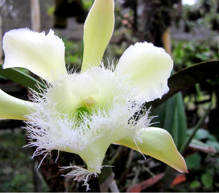 Rhyncholaelia Digbyana Orchid: Regional Flora
