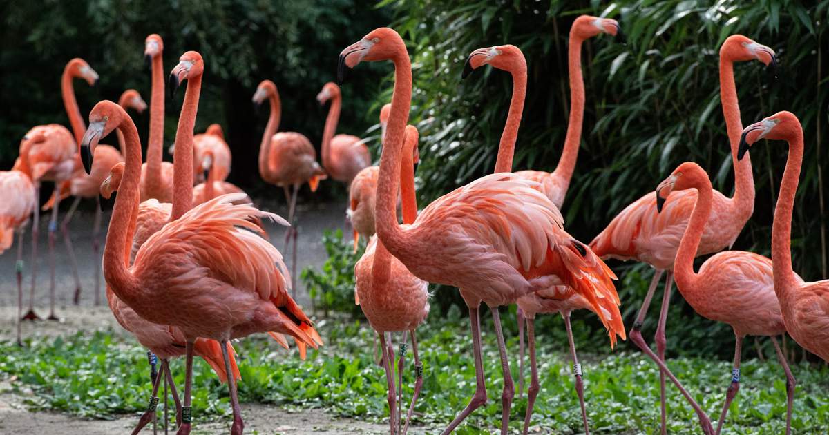 Best places to watch flamingos in the Yucatan Peninsula